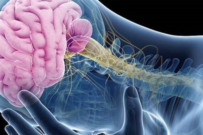 Cinq conseils de neuroscientifiques pour garder un cerveau en bonne santé