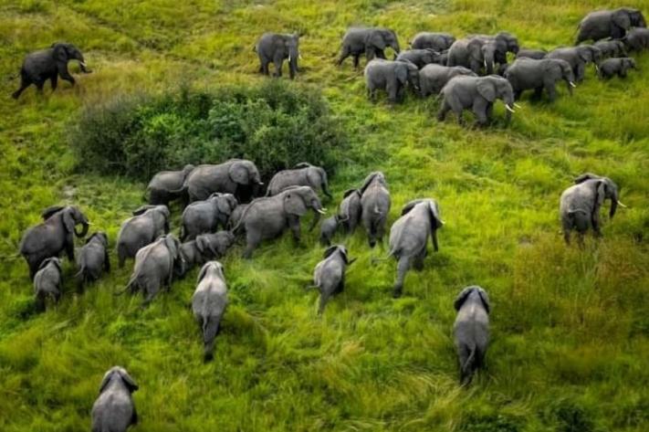 Près de 600 éléphants de savane en provenance de l’Ouganda retournent ...