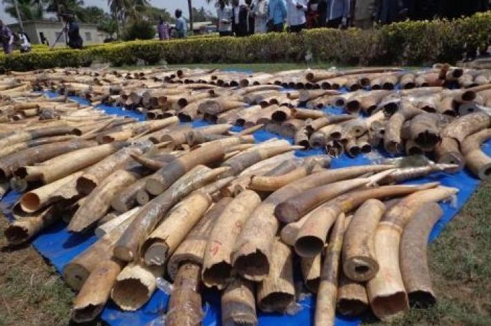 RDC : cinquante kilos d’ivoire saisis à Kinshasa