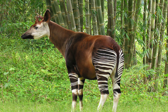 Ituri : moins de 5 000 okapis vivent en état sauvage dans la réserve de Faune Epulu