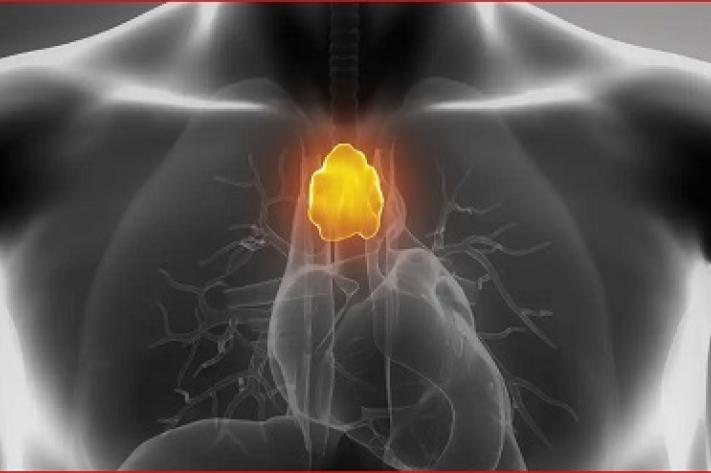 Le Thymus : parfois jugé inutile, cet organe nous aiderait en réalité à ...