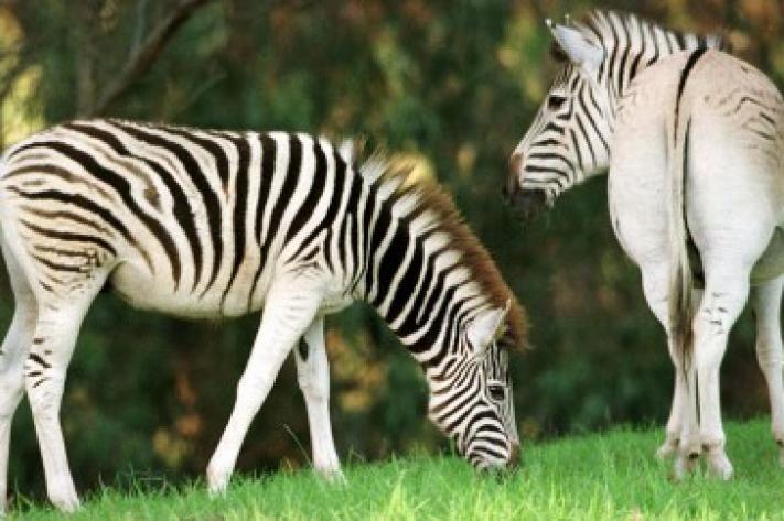 RDC: faune et flore en péril