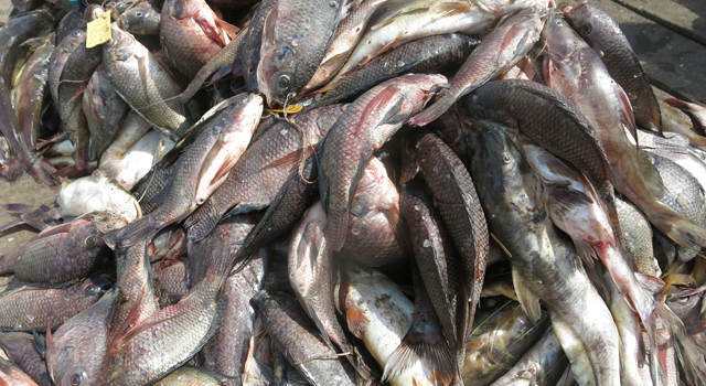 Maï-Ndombe : la pêche aux cœurs des vies à Mushie